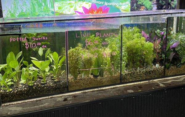 Fish aquarium pet supplies - Pets R Us Raymond Terrace