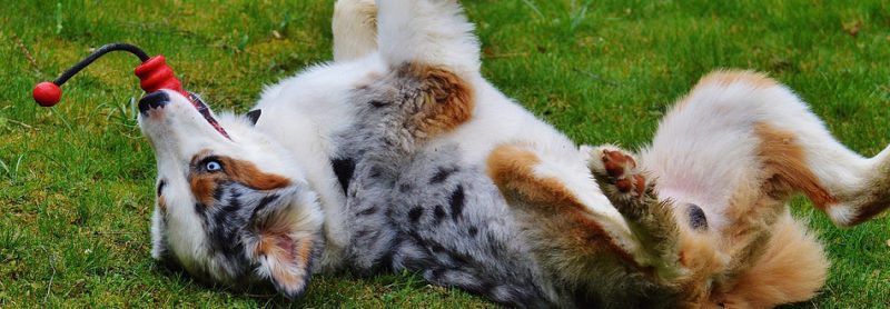 Dog Products - Pets R Us Raymond Terrace